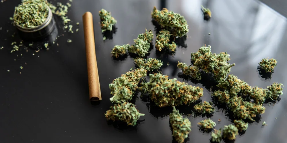 Moldy Weed - How To Check For It and What To Do About It | Natural ...