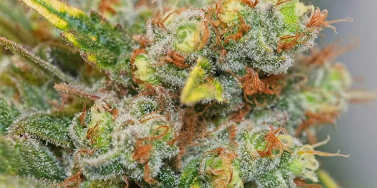 Moldy Weed How To Check For It And What To Do About It Natural Mystic Pre Rolled Hemp Cones
