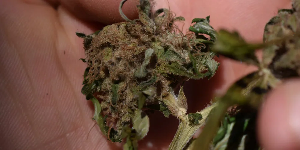 Moldy Weed - How To Check For It and What To Do About It | Natural ...